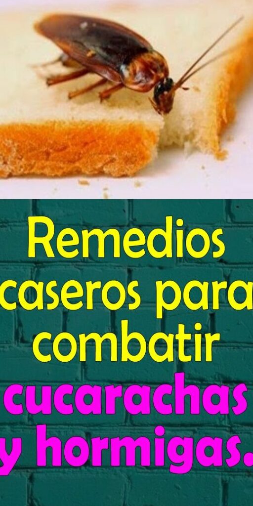 Remedios Caseros Para Las Cucarachas - Remedios Caseros