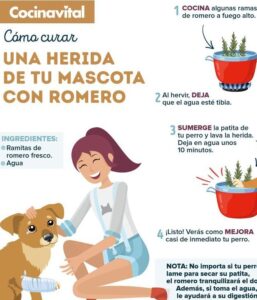 Remedios Caseros Para Un Perro Empachado - Remedios Caseros